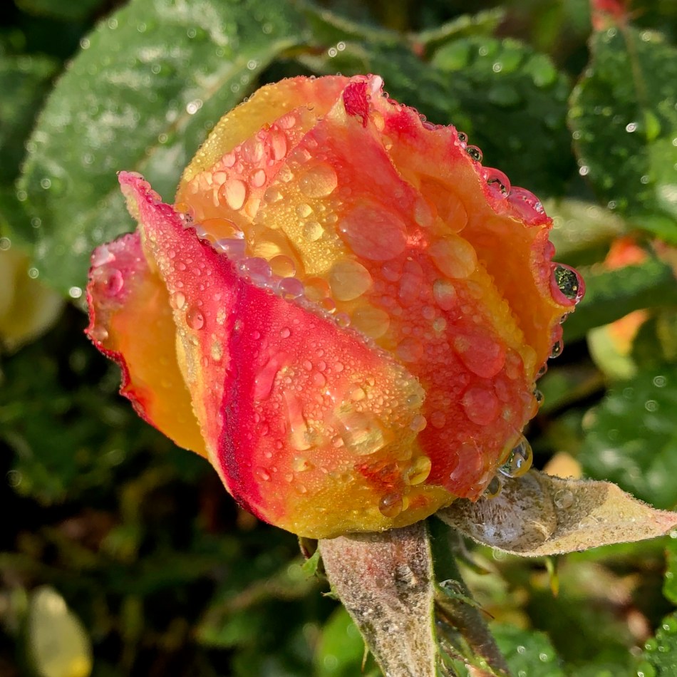 Happy Friday from the Sharon Hite Rose Garden! | in cahoots with muddy ...