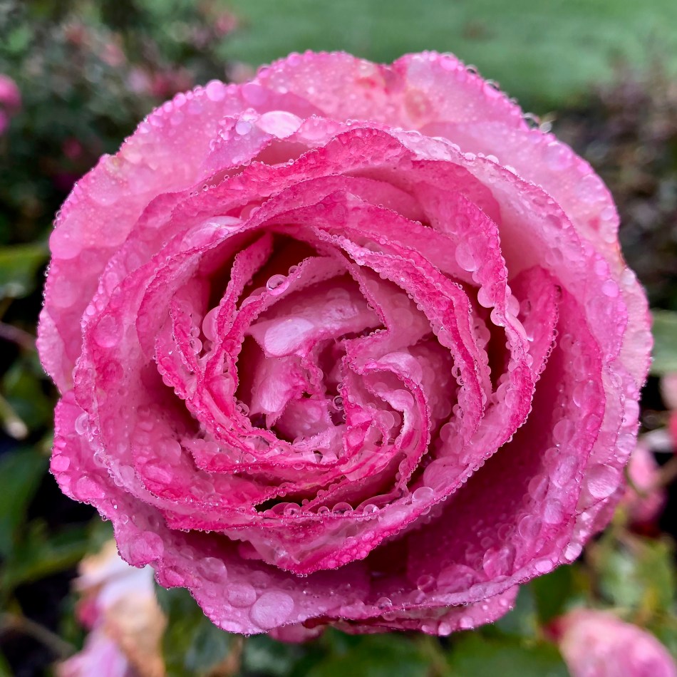 Happy Friday from the Sharon Hite Rose Garden! | in cahoots with muddy ...