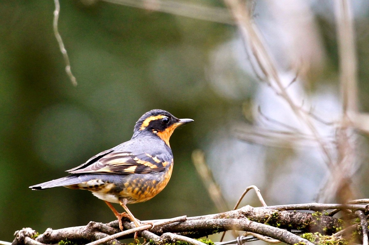 Up Close & Personal … The Varied Thrush | in cahoots with muddy boots